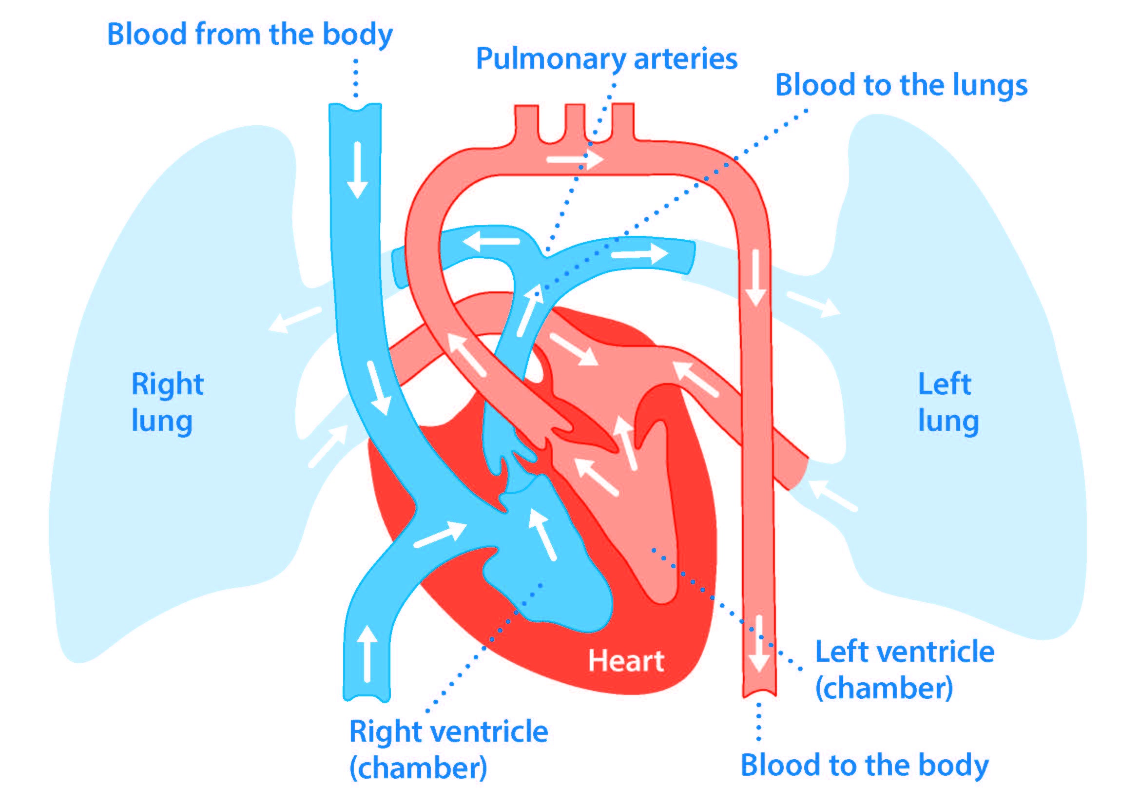 What is pulmonary hypertension? | Asthma + Lung UK